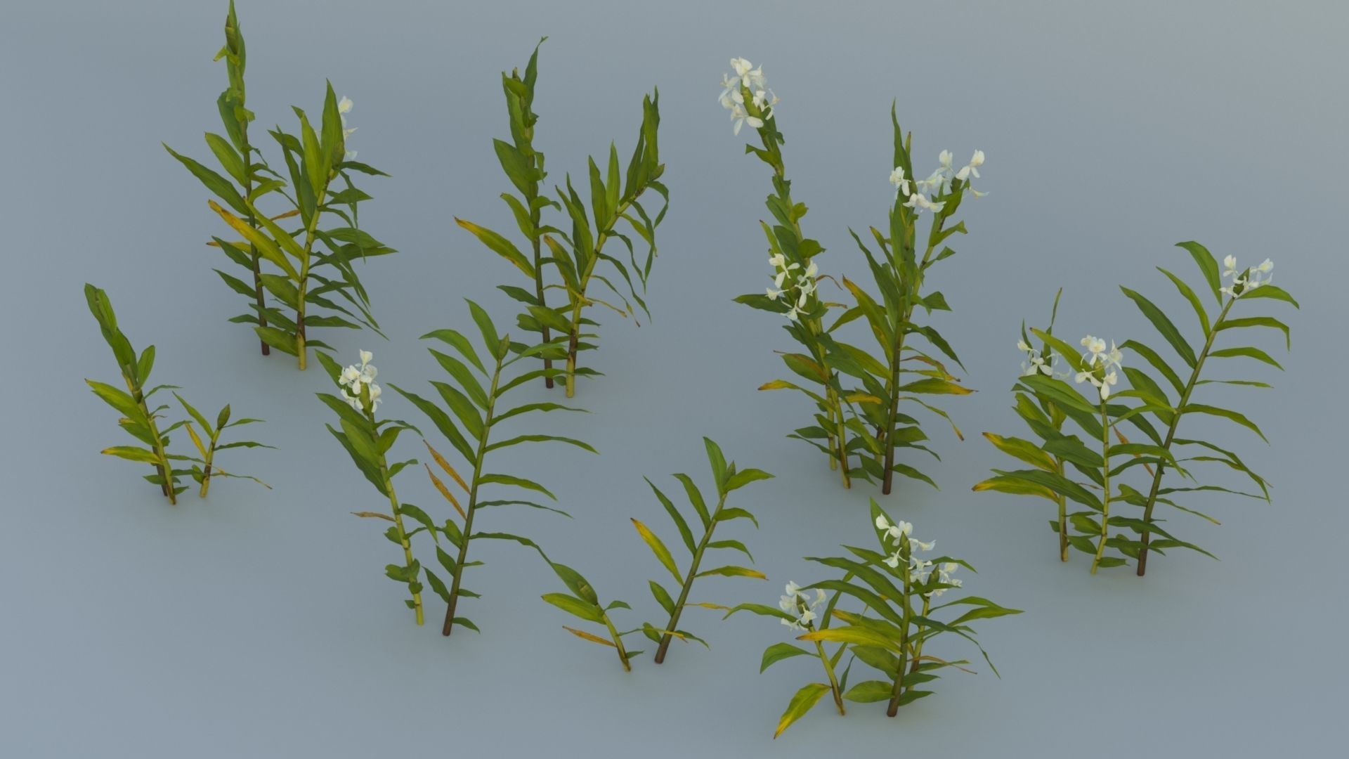 3D model Ginger Lily Flower VR / AR / low-poly | CGTrader