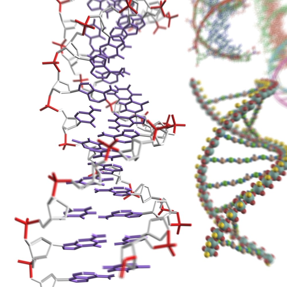 DNA chains 3D model | CGTrader