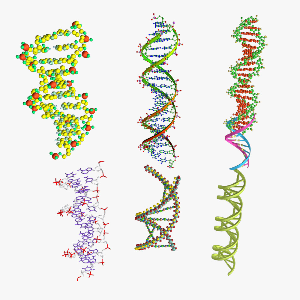 DNA chains 3D model | CGTrader