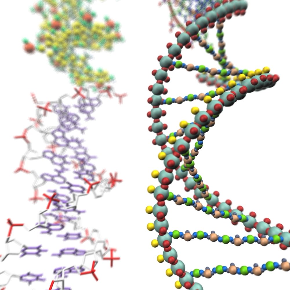 DNA chains 3D model | CGTrader