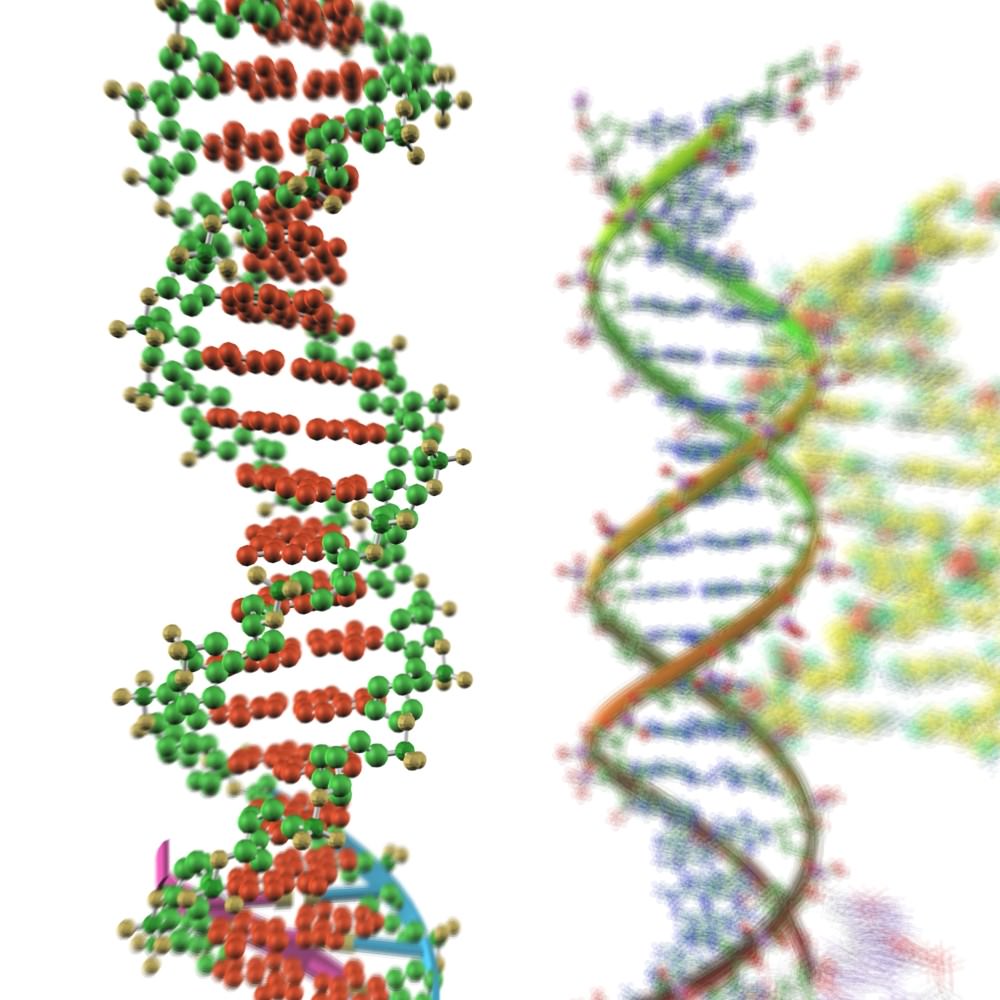 DNA chains 3D model | CGTrader