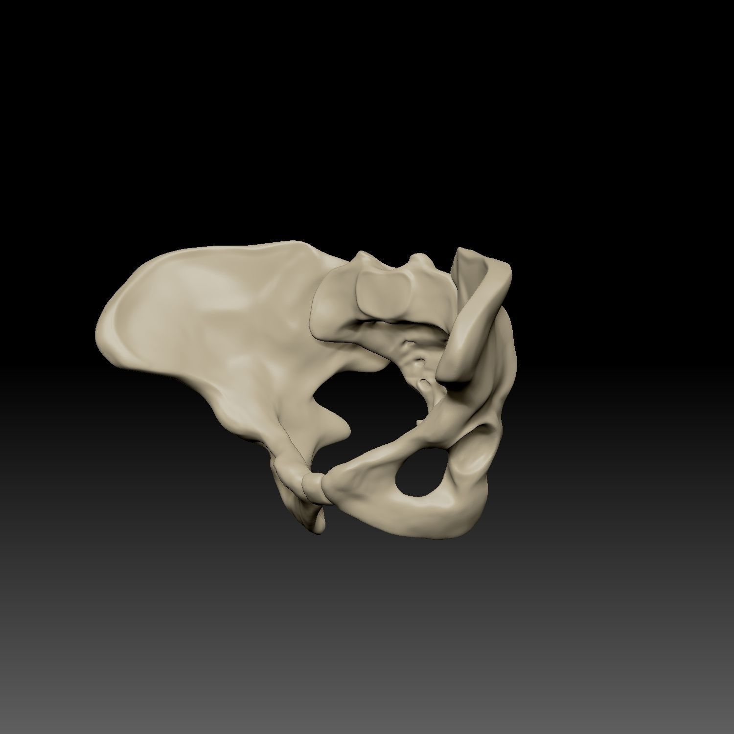 Pelvis Human Anatomy 3D model | CGTrader