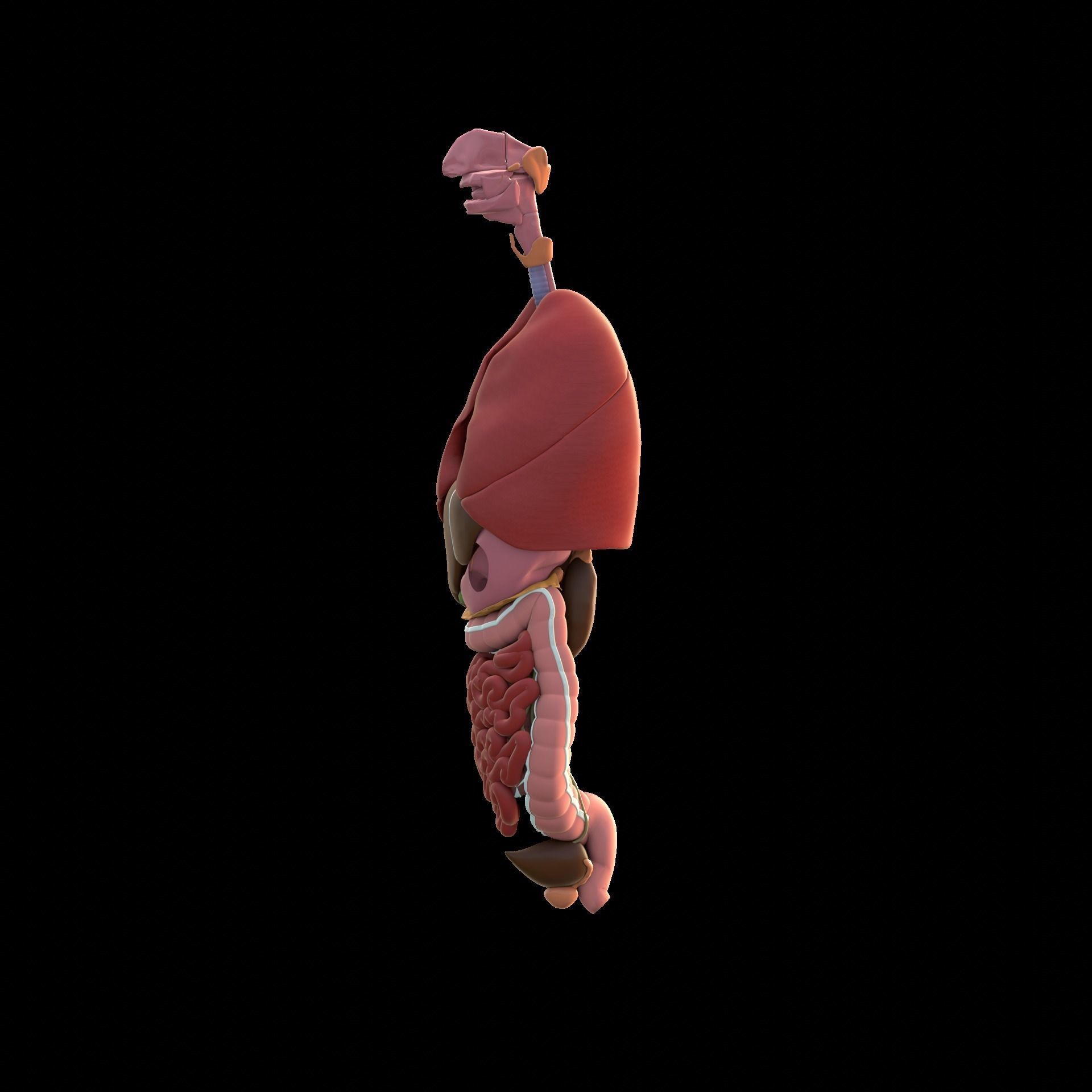 Human Male Internal Organs 3d Model 3d Model Cgtrader