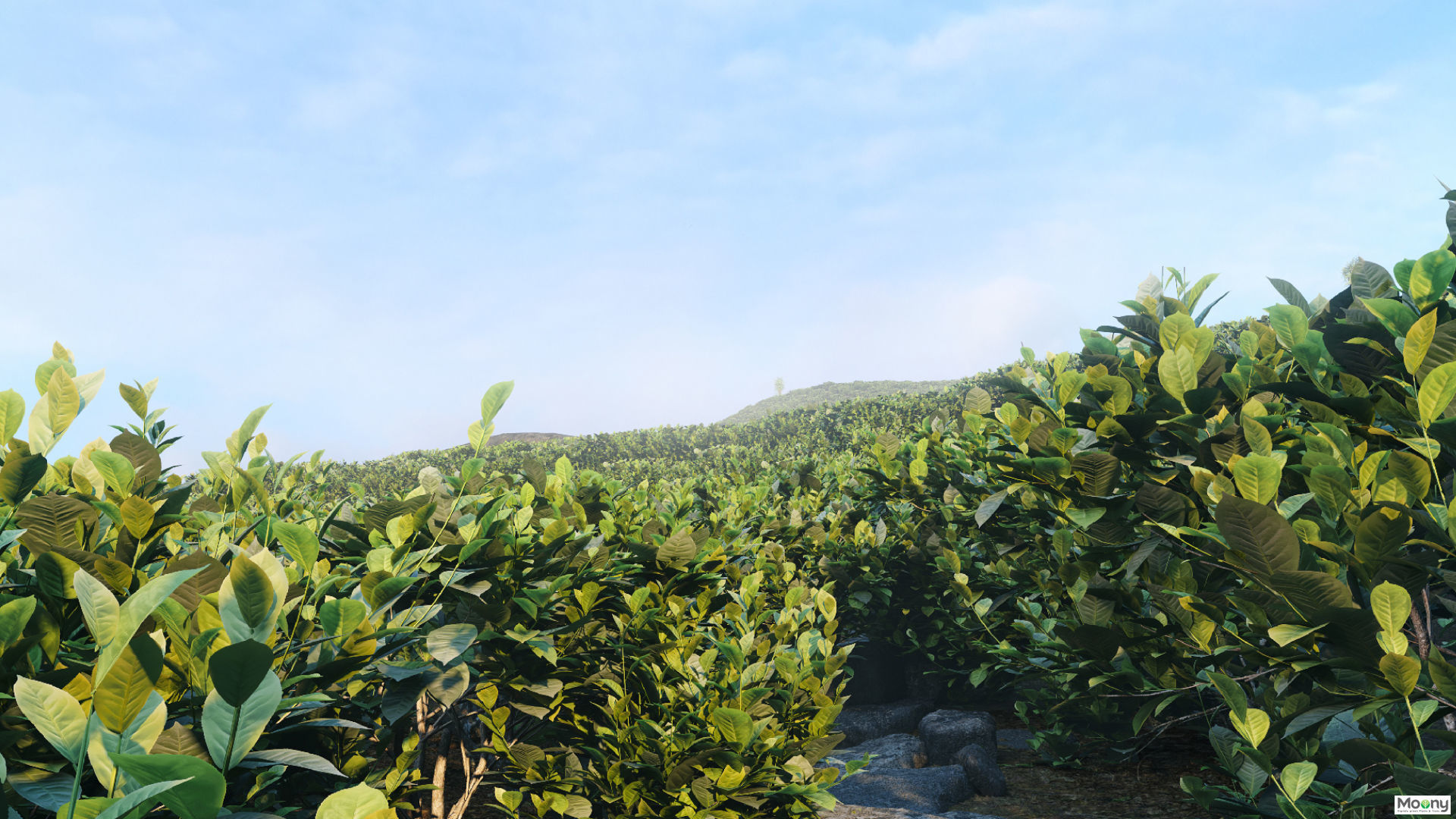 Tea Bushes 3D model | CGTrader