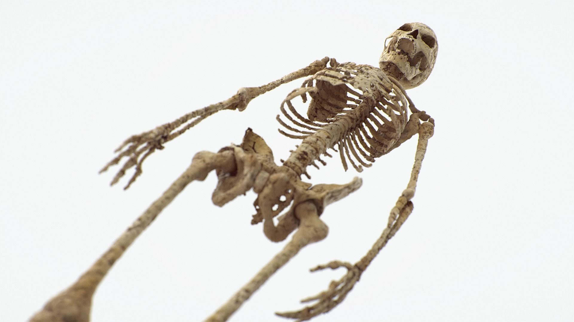 Worn Skeleton character 3D model rigged | CGTrader