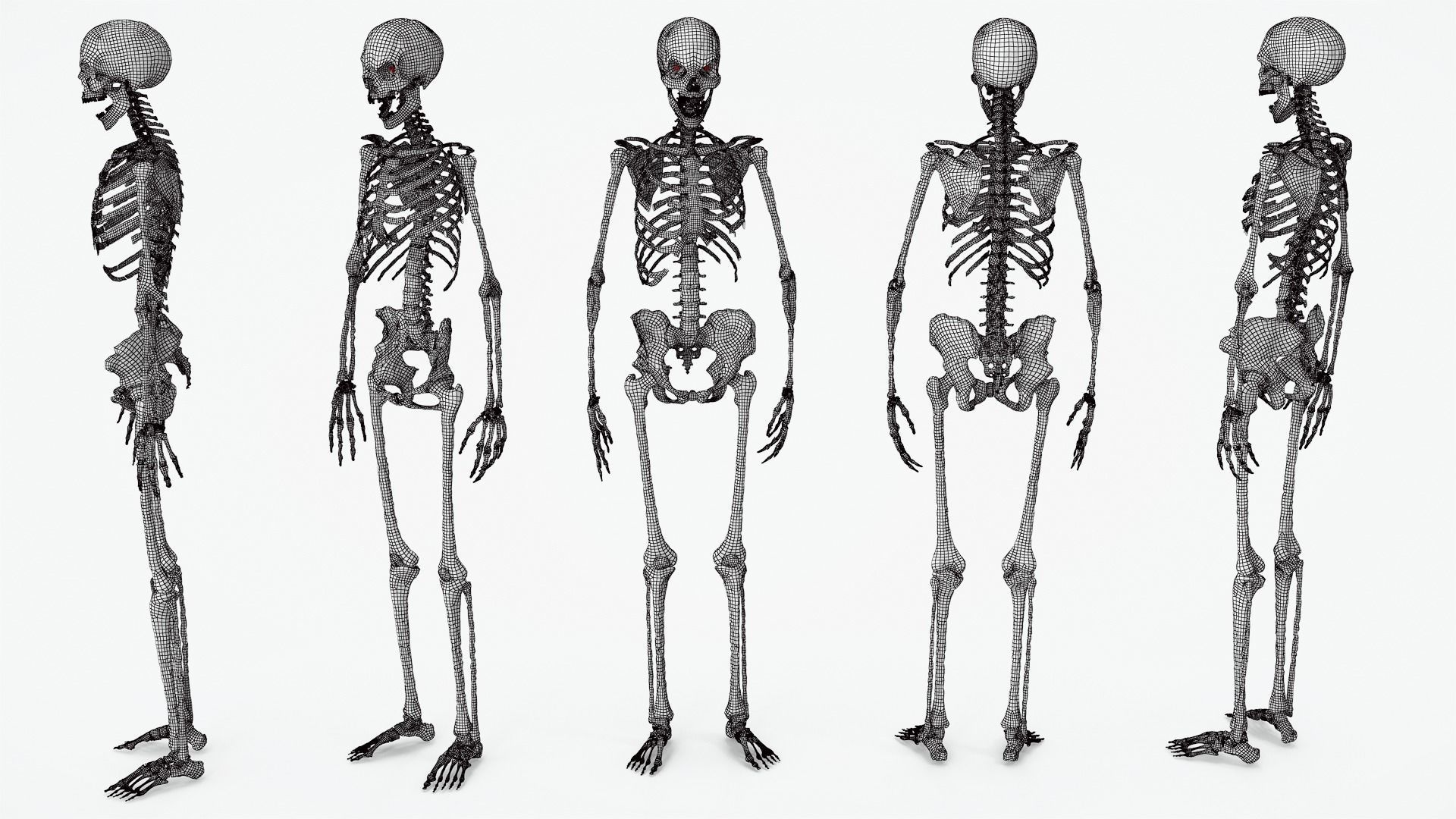 Worn Skeleton character 3D model rigged | CGTrader