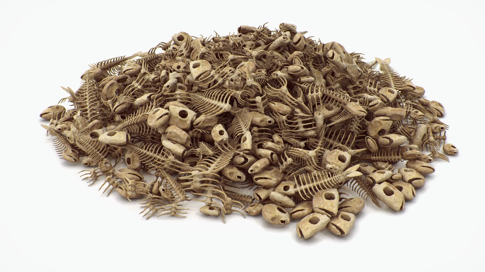 Fish Bones collection 3D model | CGTrader