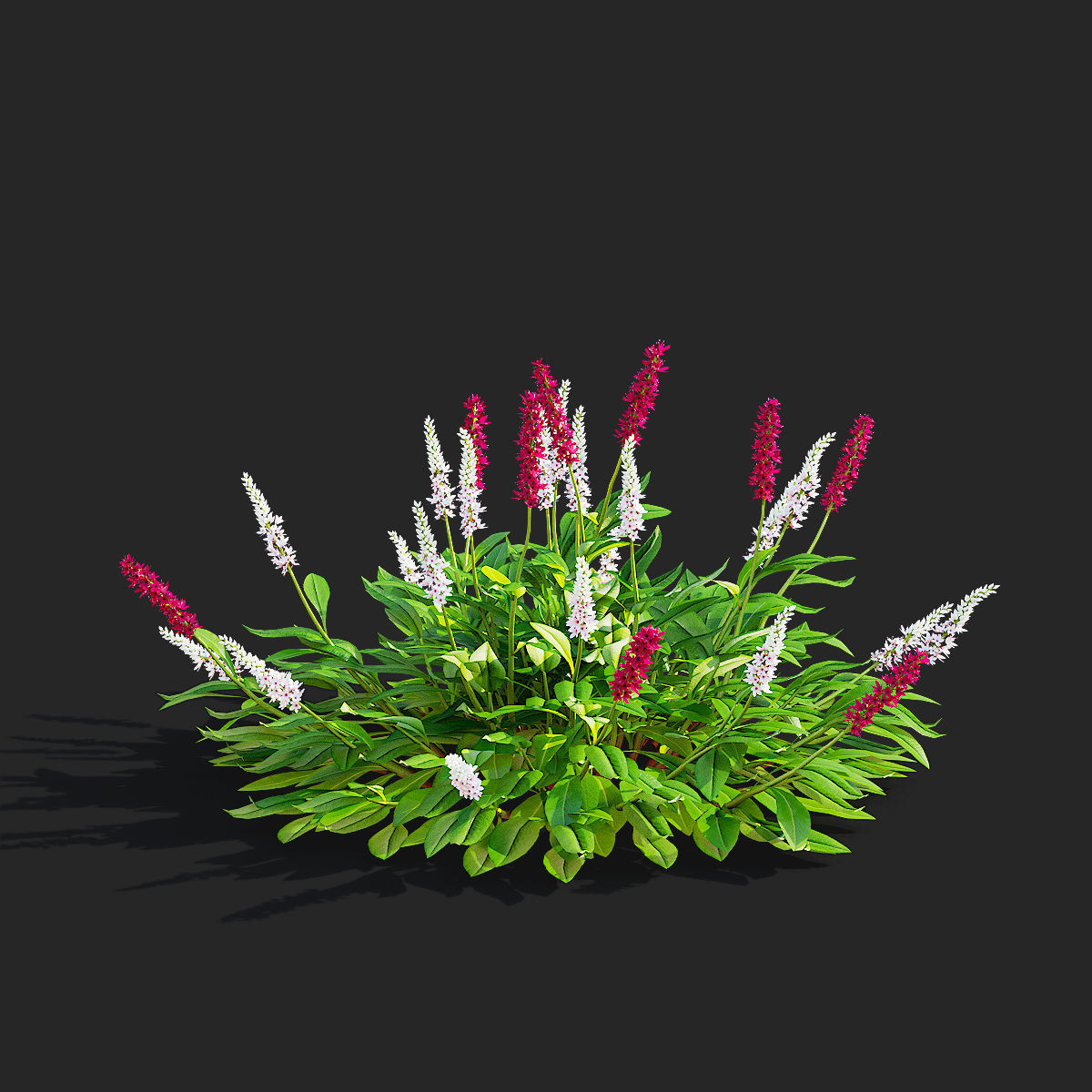 Bistorta affinis flower 3D model | CGTrader