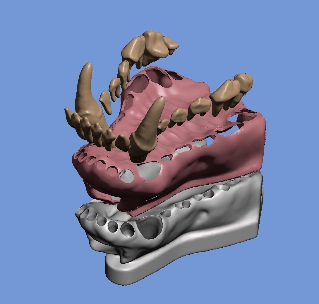 D014 Dog dental model maxillary 3D model 3D printable | CGTrader