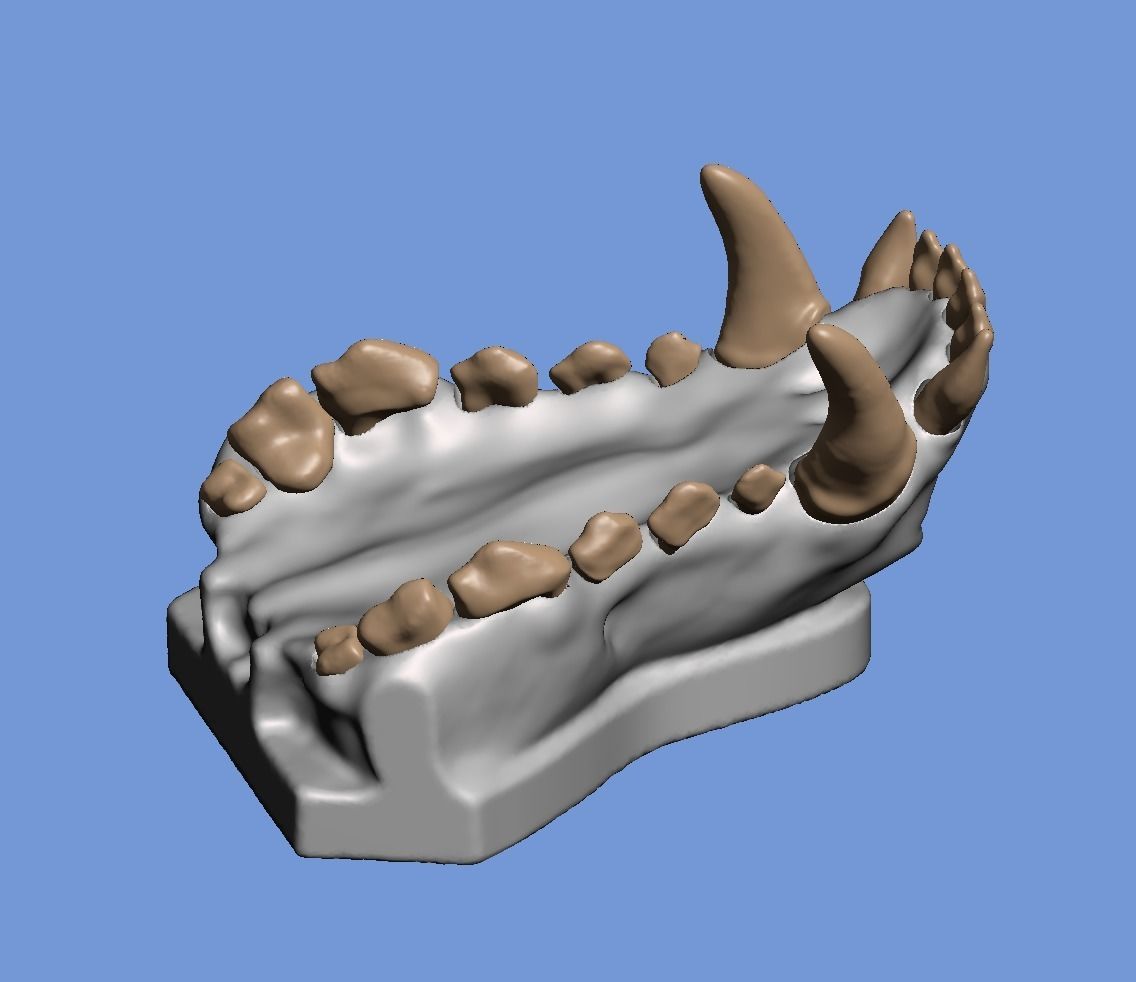 D014 Dog dental model maxillary 3D model 3D printable | CGTrader