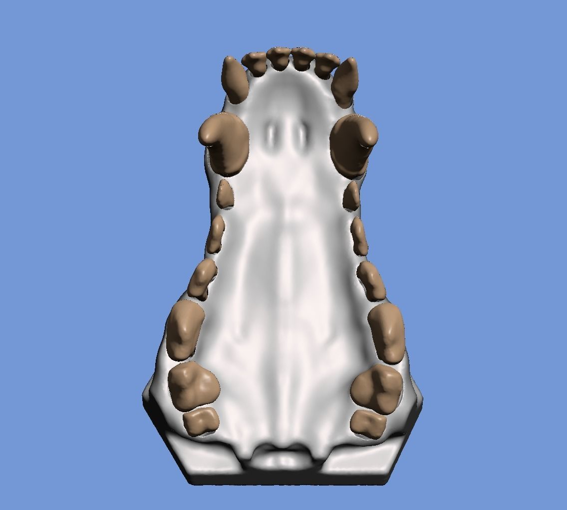 D014 Dog dental model maxillary 3D model 3D printable | CGTrader