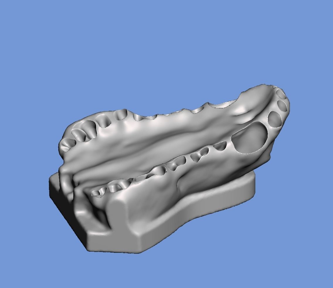 D014 Dog dental model maxillary 3D model 3D printable | CGTrader