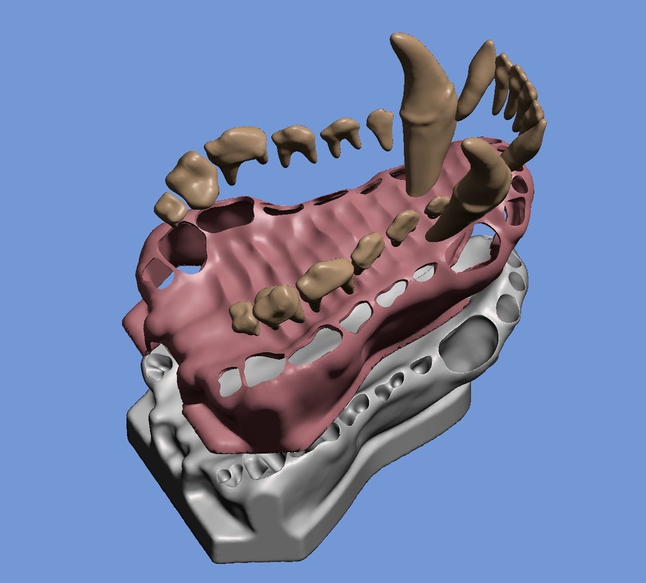 D014 Dog dental model maxillary 3D model 3D printable | CGTrader