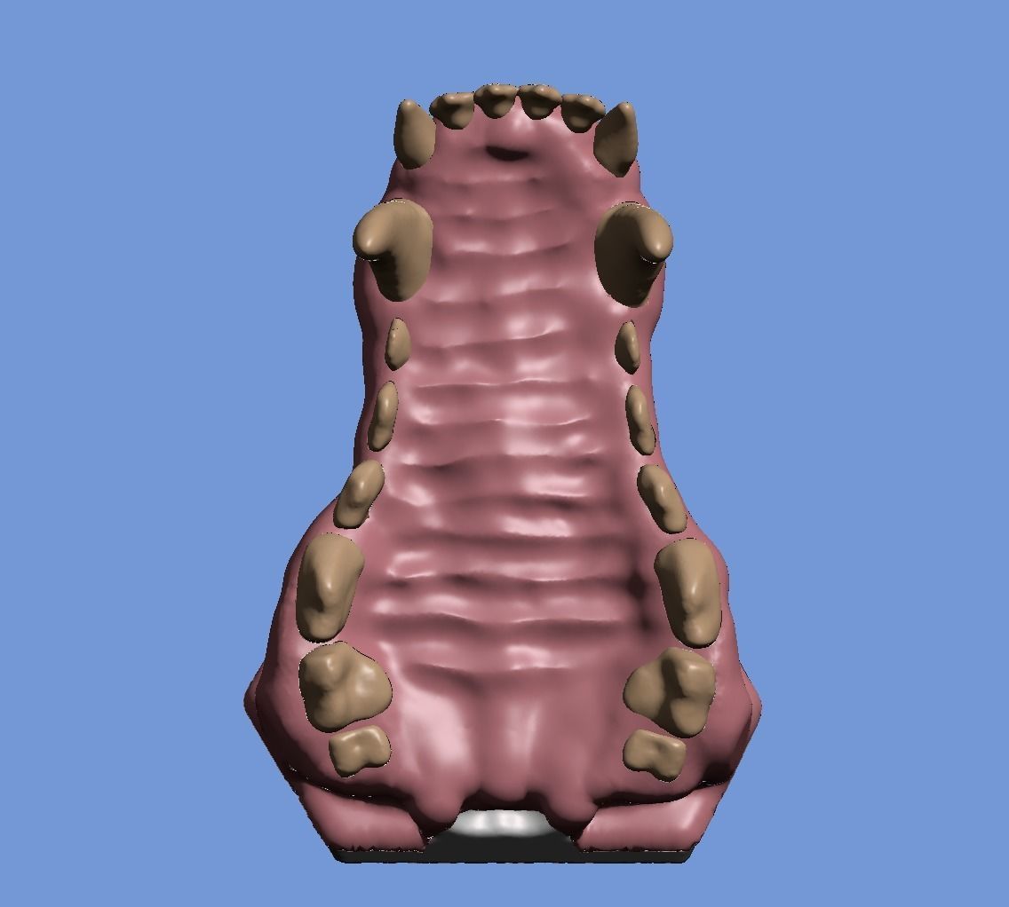 D014 Dog dental model maxillary 3D model 3D printable | CGTrader