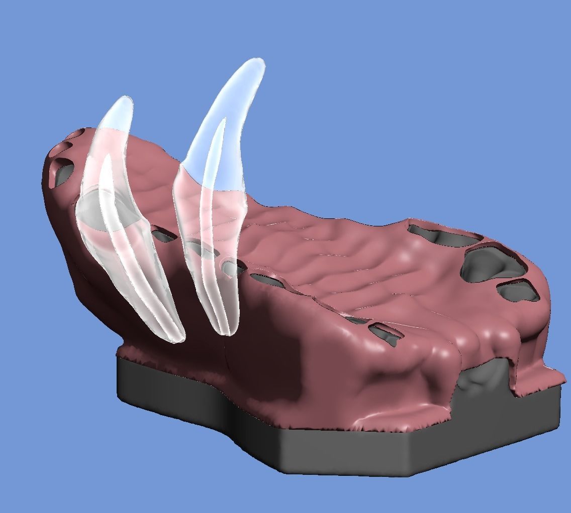 D014 Dog dental model maxillary 3D model 3D printable | CGTrader