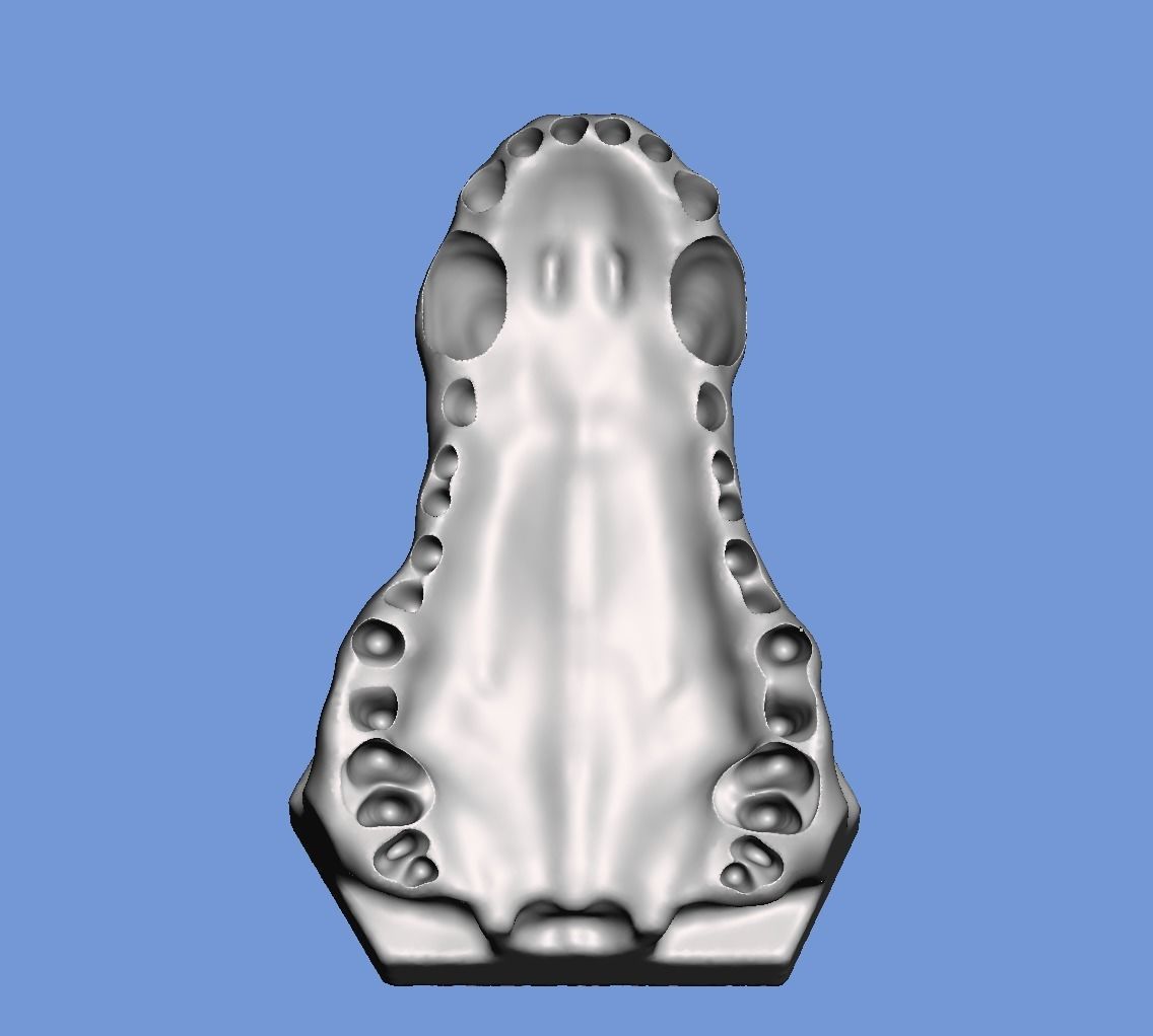 D014 Dog dental model maxillary 3D model 3D printable | CGTrader
