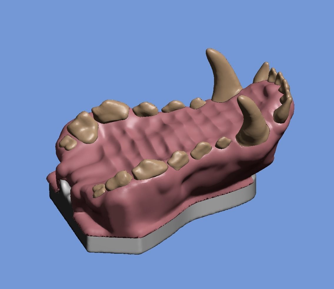 D014 Dog dental model maxillary 3D model 3D printable | CGTrader