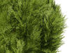 3D model Hetz Midget Arborvitae topiaries VR / AR / low-poly | CGTrader