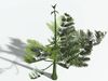 EVERYPlant Walchia 1 --16 Models-- 3D model | CGTrader