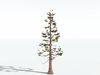 EVERYPlant Walchia 1 --16 Models-- 3D model | CGTrader