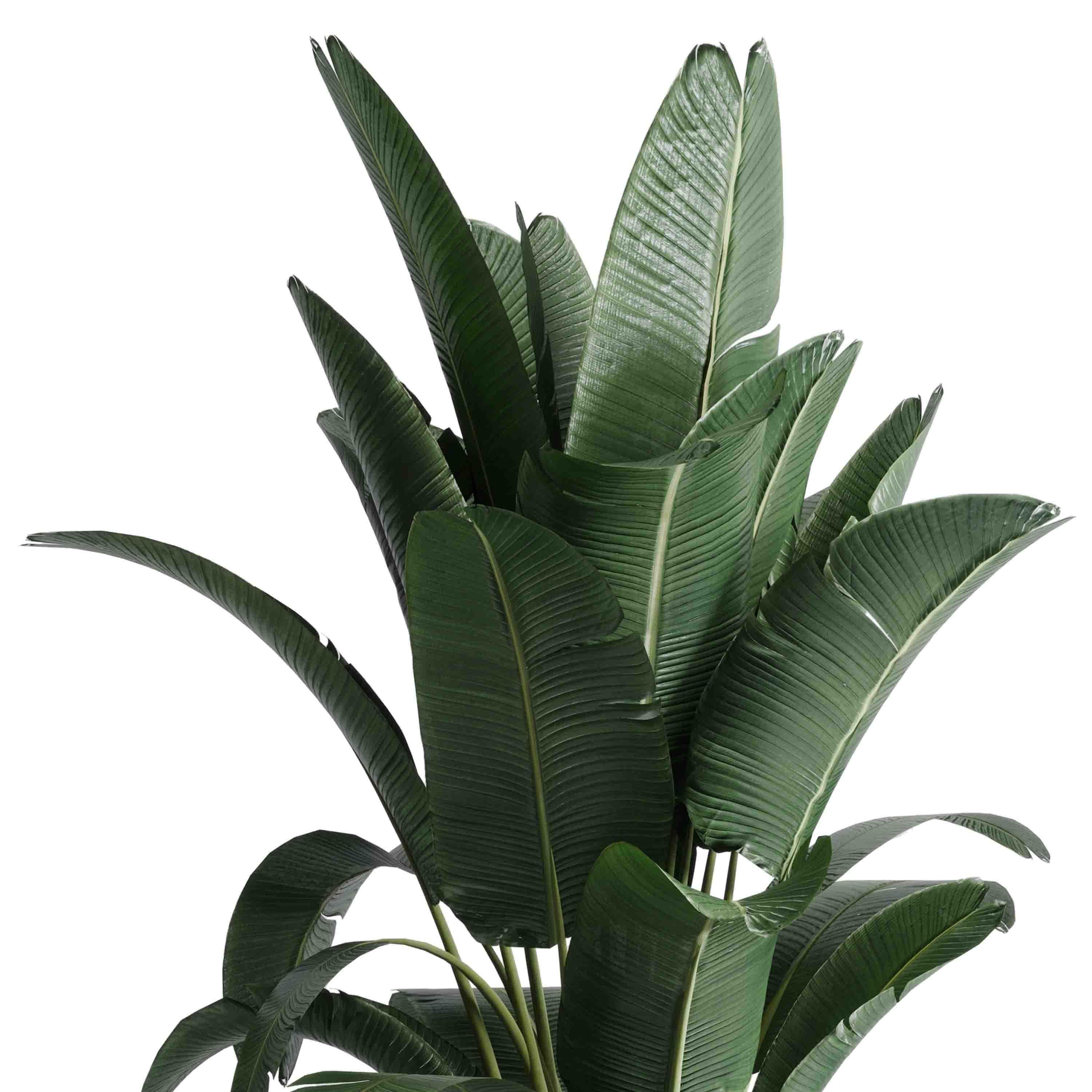 Indoor plant 437 plant ravenala tree in concrete dirty vase 3D model ...