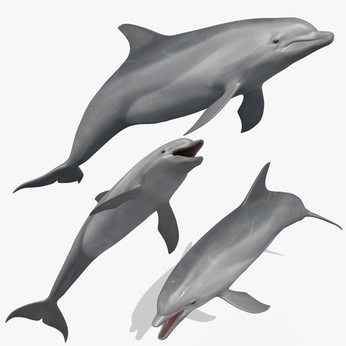 3D Animated Dolphin 3D model animated rigged | CGTrader