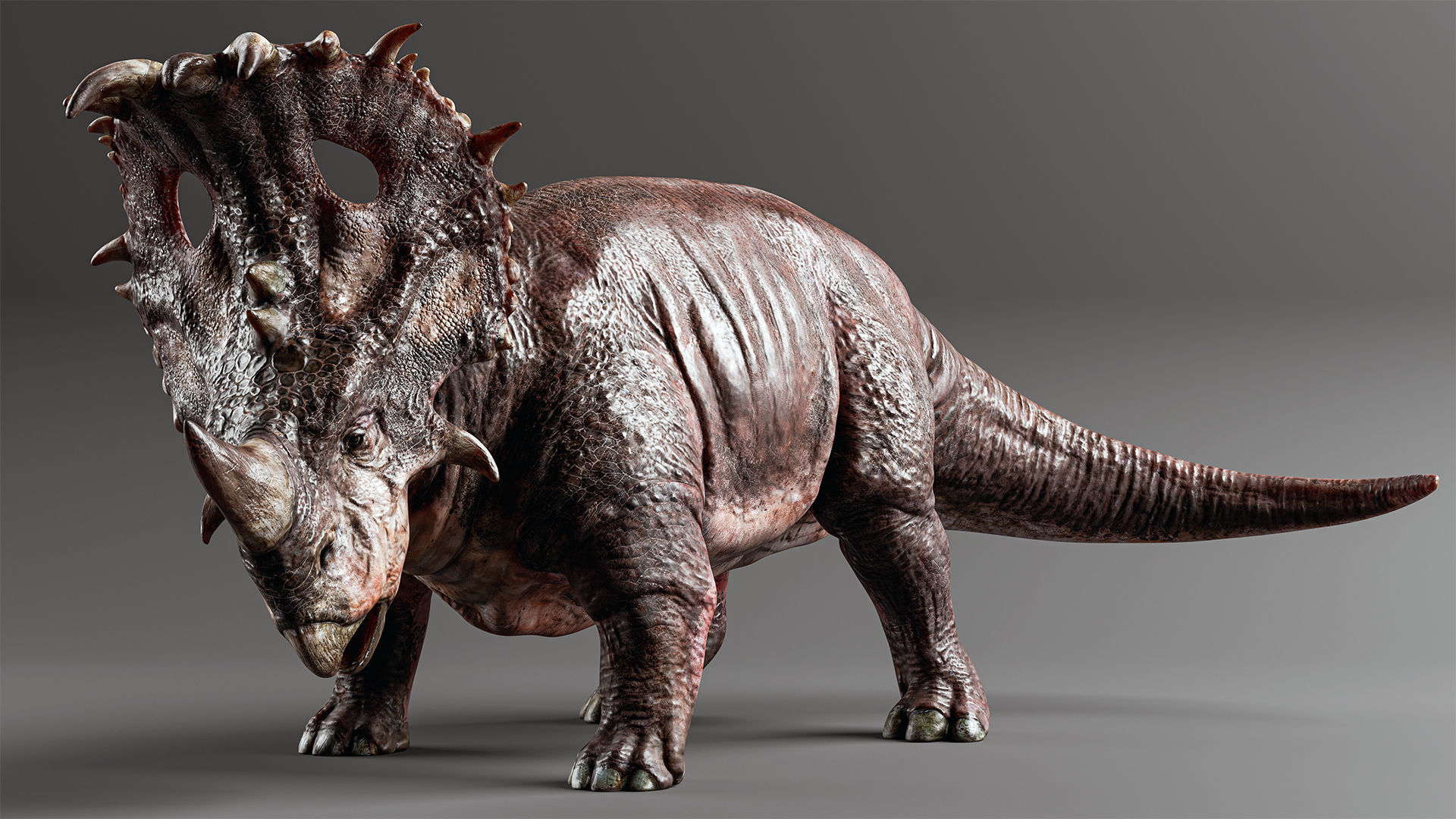 3D model SINOCERATOPS VR / AR / low-poly | CGTrader