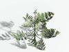 EVERYPlant Walchia 3 --16 Models-- 3D model | CGTrader