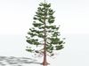 EVERYPlant Walchia 3 --16 Models-- 3D model | CGTrader
