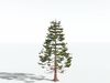 EVERYPlant Walchia 3 --16 Models-- 3D model | CGTrader