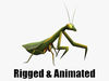 3D model Animated Mantis VR / AR / low-poly | CGTrader