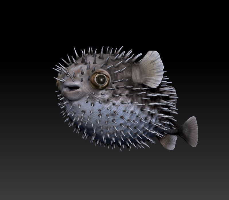 Diodon Puffer fish 3D model 3D printable | CGTrader
