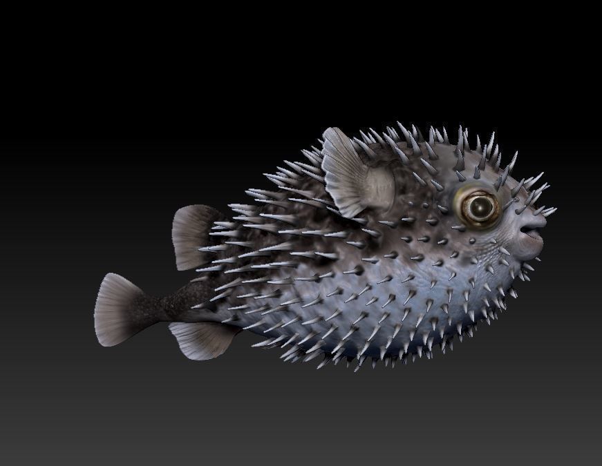 Diodon Puffer fish 3D model 3D printable | CGTrader
