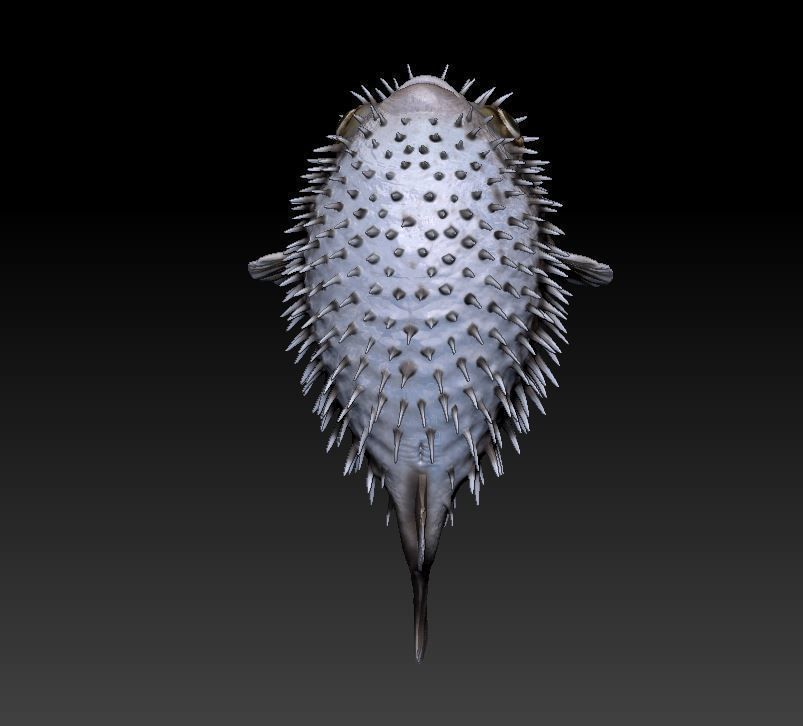 Diodon Puffer fish 3D model 3D printable | CGTrader