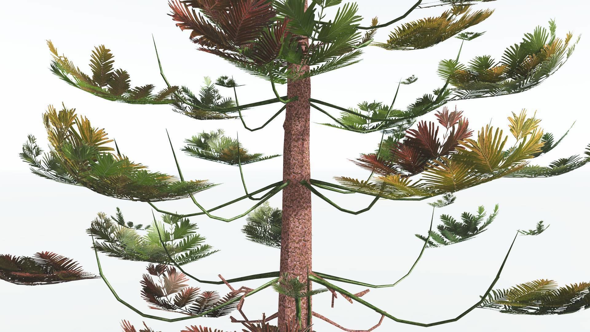 3D model EVERYPlant Walchia LowPoly 2 --16 Models-- VR / AR / low-poly ...