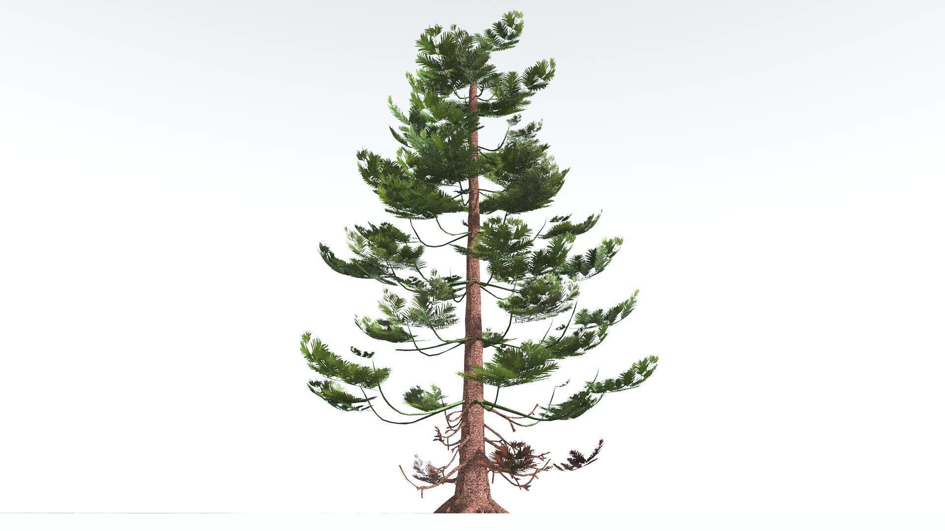 3D Model Collection EVERYPlant Walchia LowPoly Bundle --64 Models-- VR ...