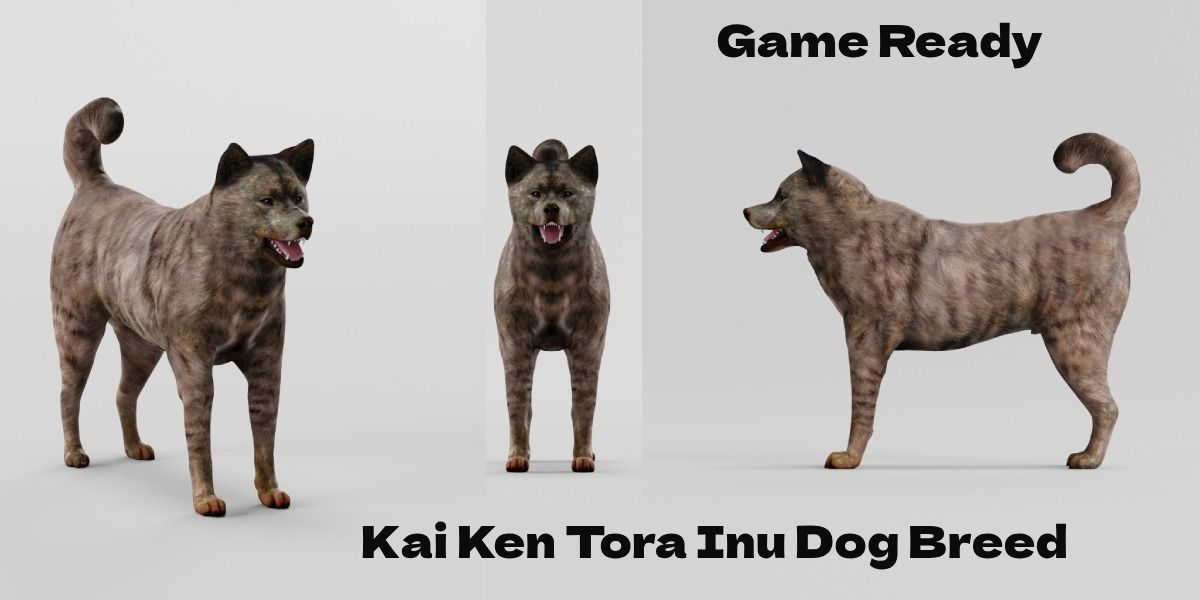 Kai Ken Tora Inu Dog Breed 3D model animated rigged | CGTrader