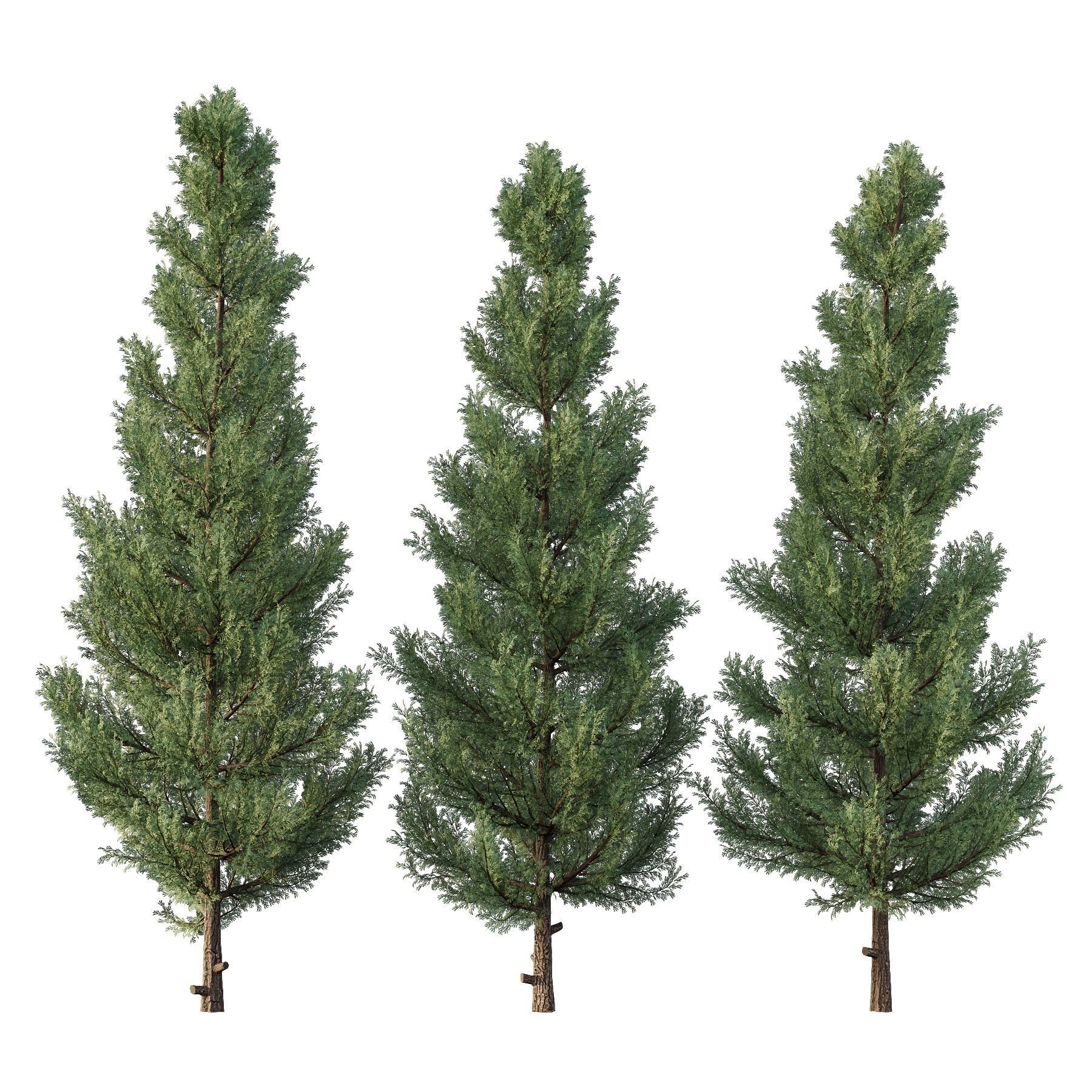 Cedar Tree01 3d Model Cgtrader