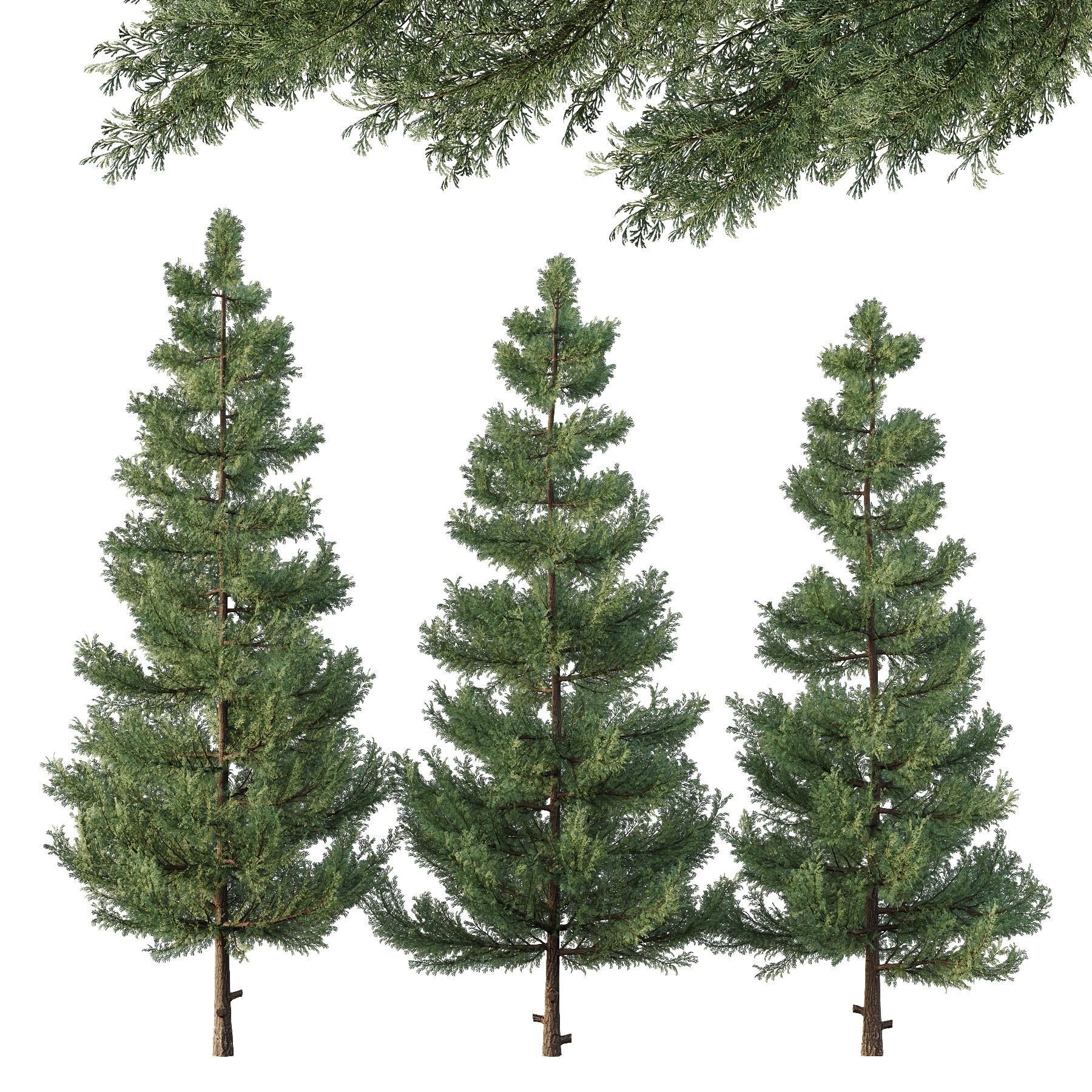 Cedar Tree02 3D model | CGTrader