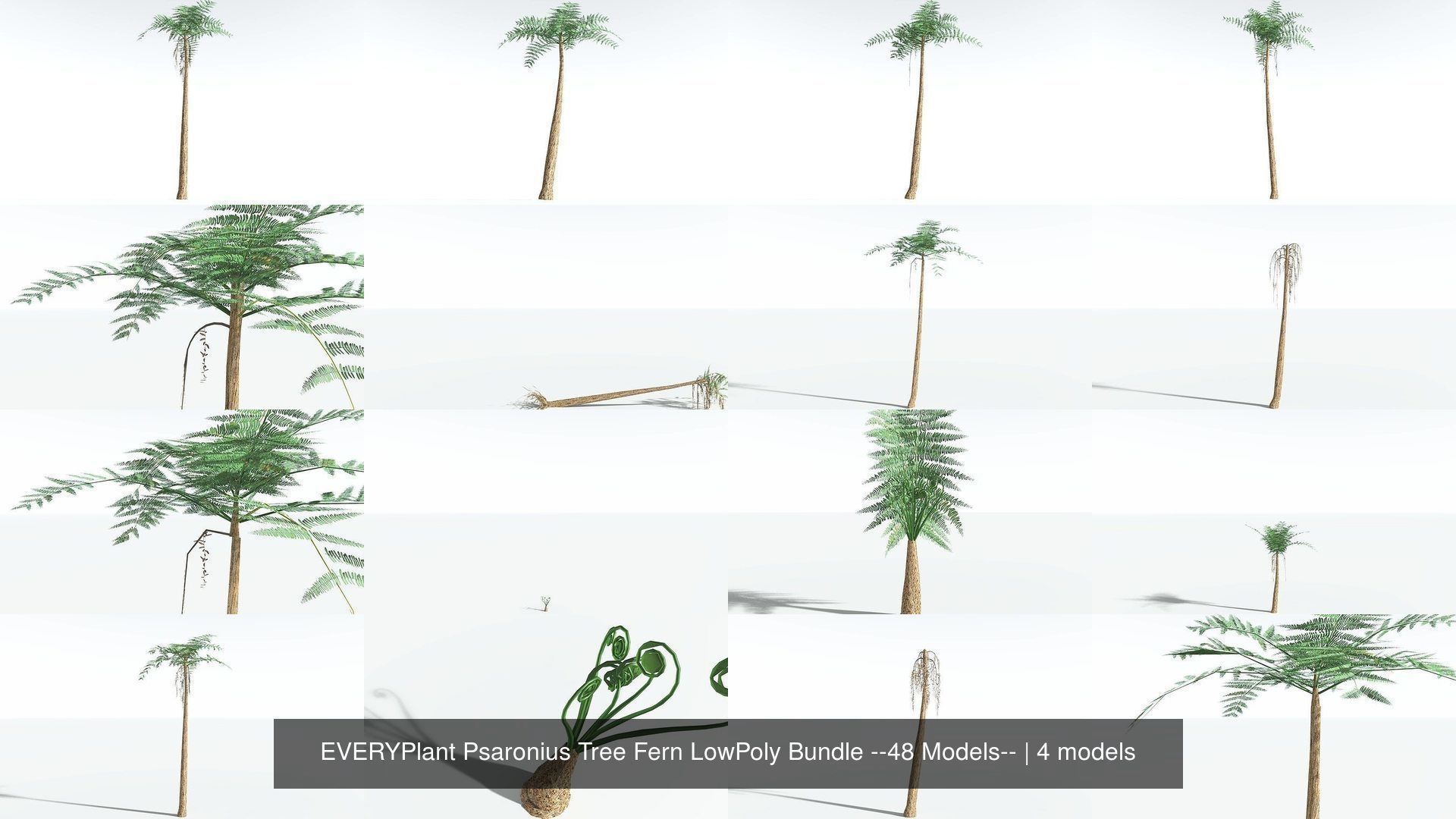 3D Model Collection EVERYPlant Psaronius Tree Fern LowPoly Bundle --48 ...