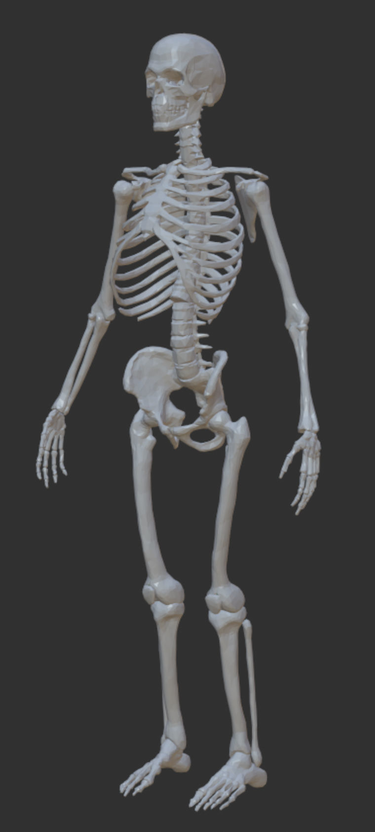Skeleton 3D model | CGTrader