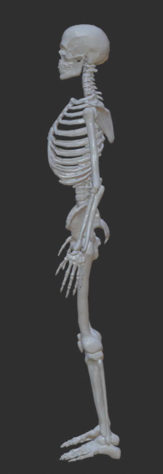 Skeleton 3D model | CGTrader