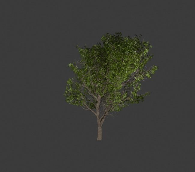 low poly tree free 3D model | CGTrader