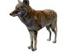 3D model Coyote low poly VR / AR / low-poly | CGTrader