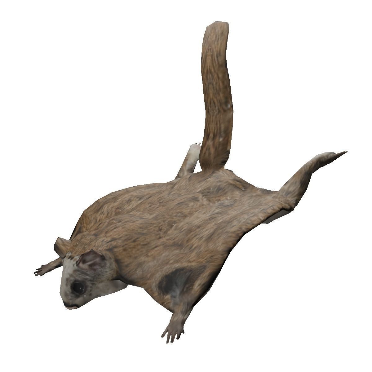 3D model Flying squirrel low poly VR / AR / low-poly | CGTrader