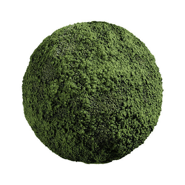 Moss 01 B free Texture | CGTrader