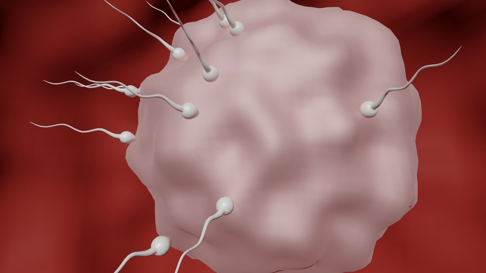 Human Sperm Cell and Egg Cell Fertilization 3D model animated | CGTrader