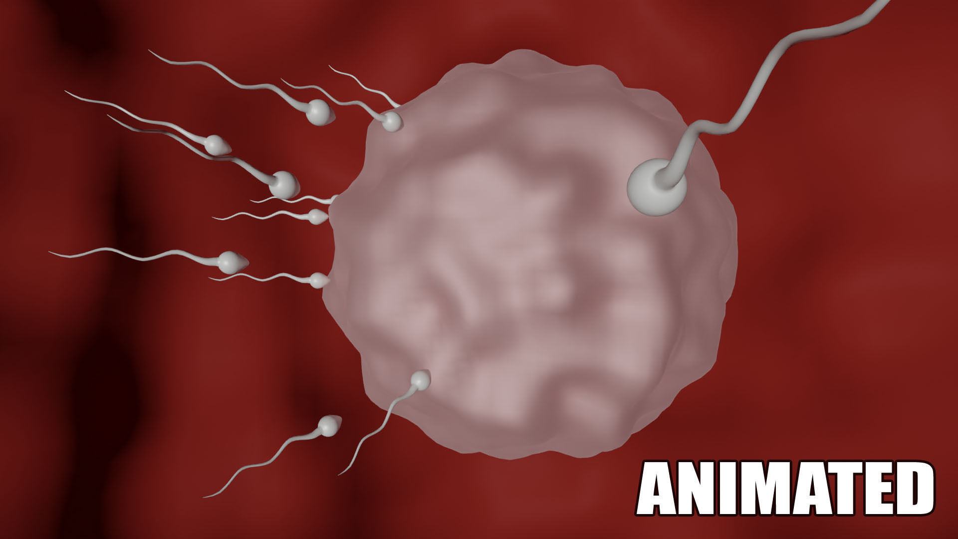 Human Sperm Cell and Egg Cell Fertilization 3D model animated | CGTrader