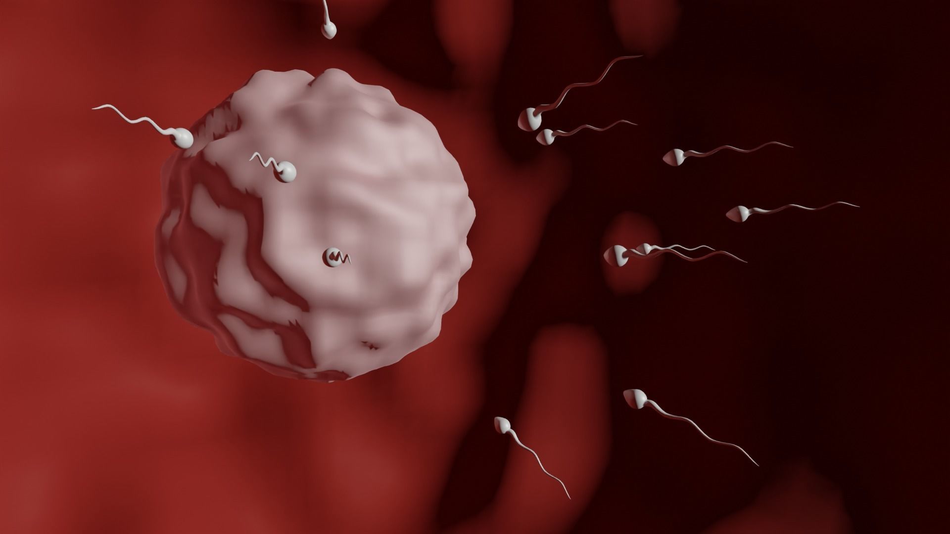 Human Sperm Cell and Egg Cell Fertilization 3D model animated | CGTrader