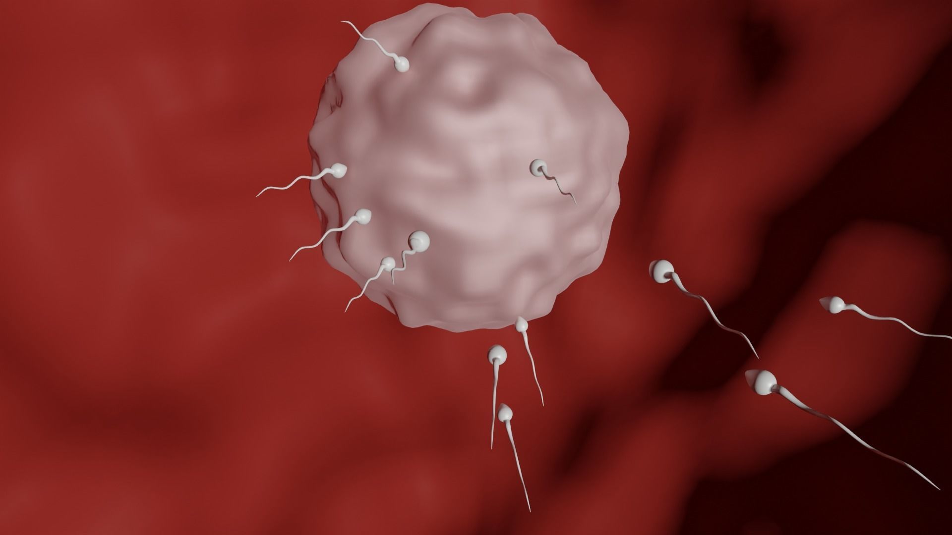 Human Sperm Cell and Egg Cell Fertilization 3D model animated | CGTrader